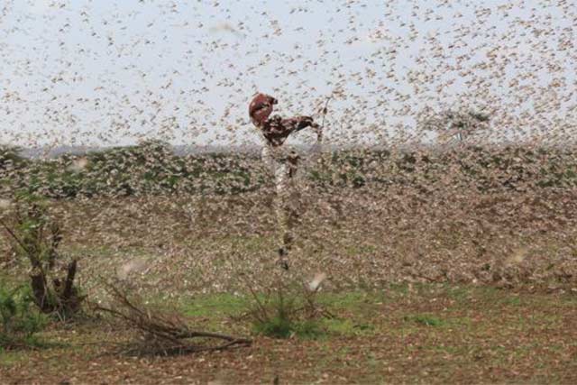 Desert locust invasion in the Horn of Africa, what happened to the ...